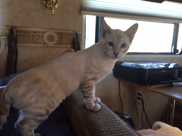 conway kitten - Queen City Bengals