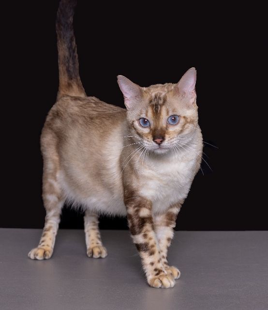 Conway Male Bengal Cat - Queen City Bengals